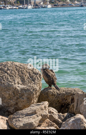 flight bird birds mallorca wing float levitation seagull gull air ...
