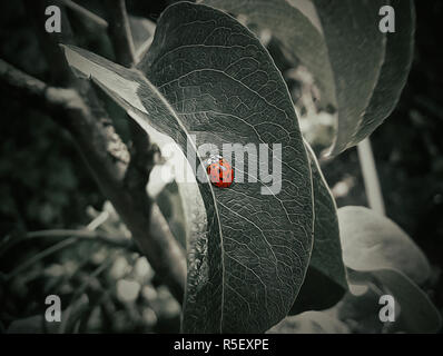 Red and black Ladybug walking alone on a green floor creating a color ...