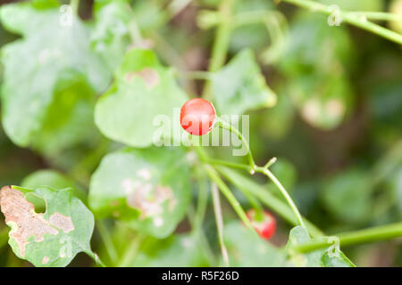 Solanum indicum fruit herbs Stock Photo - Alamy