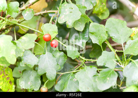 Solanum indicum fruit herbs Stock Photo - Alamy
