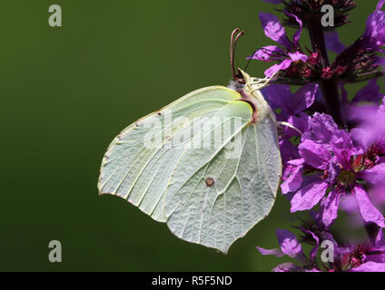 insect butterfly albino brimstone butterfly insect insects butterfly ...