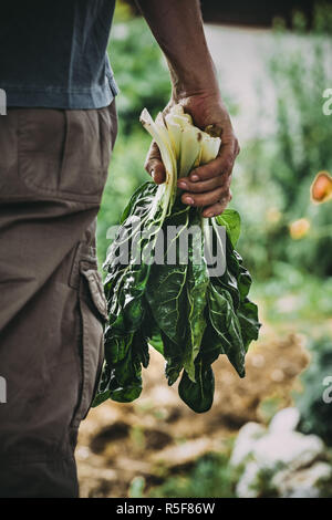 Mangold in hand. Organic leaf vegetable in garden. Harvested Rainbow ...