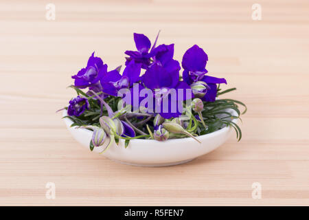 Bowl of blooming blue aconite Stock Photo - Alamy