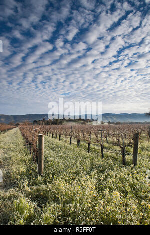 USA, California, Northern California, Napa Valley Wine Country, Napa ...
