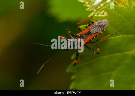red murder bug / Rhynocoris iracundus Stock Photo - Alamy