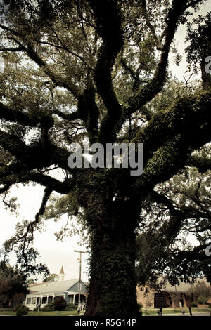 Louisiana, St. Martinville, Evangeline Oak Park, Evangeline Oak Tree ...