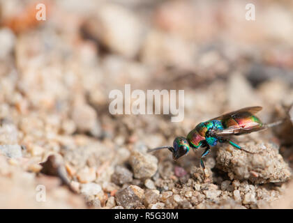 Cuckoo wasp investigating European beewolf nesting burrow Stock Photo ...