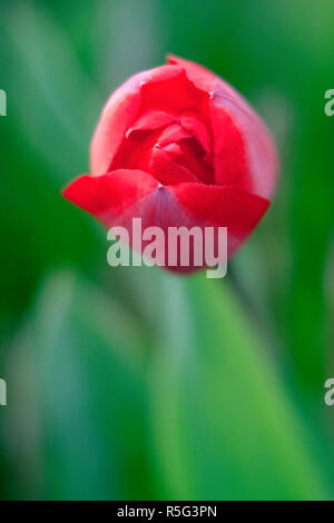 Blooming Botanic Tulip red flower Stock Photo - Alamy
