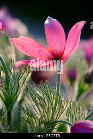 Blooming Eastern Pasque flower, knows also as Prairie Crocus or Cutleaf ...