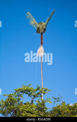 Palm Tree at Orinoco Delta in Venezuela Stock Photo - Alamy