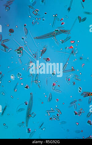 diatoms in the water Stock Photo - Alamy