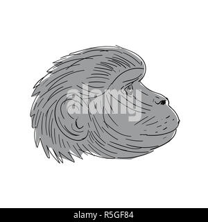 Gelada Monkey Head Drawing Stock Photo - Alamy