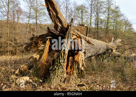 Broken down oak tree after the storm Stock Photo - Alamy