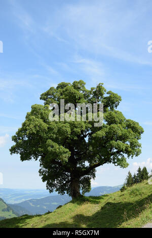 tree at mellau Stock Photo - Alamy