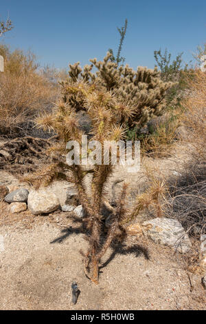 Silver Cholla (Cylindropuntia echinocarpa Stock Photo - Alamy