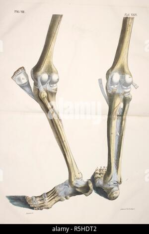 Anatomical drawing of the Skeleton, Bones, Knee, tibia, fibula, ankle ...