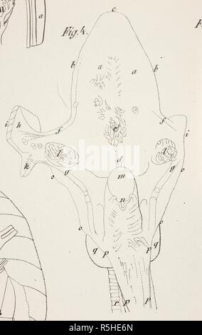 Anatomical drawing, Epiglottis, Trachea, Windpipe, Anatomical print of ...
