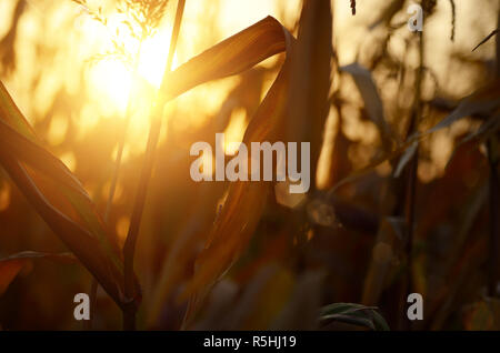 Backlit Maize field at evening sunset time Stock Photo - Alamy