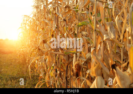 Backlit Maize field at evening sunset time Stock Photo - Alamy
