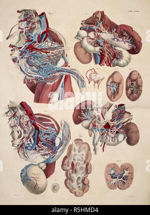 Anatomical drawing of the Internal organs, Circulatory system and ...