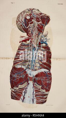 Anatomical drawing, Head, Shoulders, Thorax, Spinal column, Muscular ...