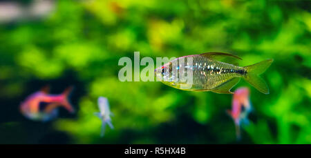 Beacon fish (Hemigrammus ocellifer), a tetra fish Stock Photo - Alamy
