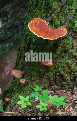 Ganoderma tsugae or Hemlock varnish shelf - Nantahala National Forest ...