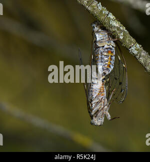 two cigars mate Stock Photo - Alamy