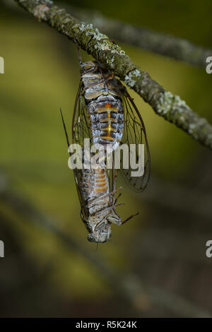 two cigars mate Stock Photo - Alamy