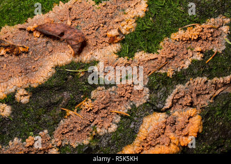 Wrinkled crust fungus, Phlebia radiata Stock Photo - Alamy