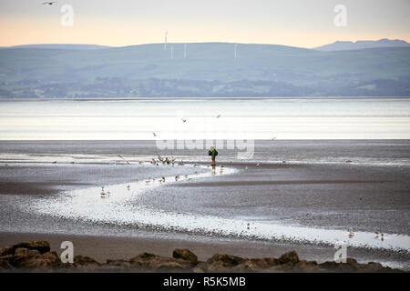 Morecambe Bay is a large estuary in Lancashire, a man feeds the ...