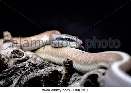 Cave racer snake (Elaphe taeniura). This snake is adapted to live ...