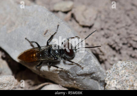 Wasp, Astata sp Stock Photo - Alamy