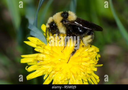 Indiscriminate Cuckoo Bumble Bee, Bombus insularis, on Common Dandelion ...