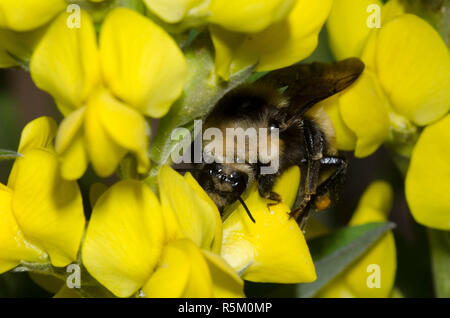 Mountain Bumble Bee, Bombus appositus, on prairie thermopsis ...