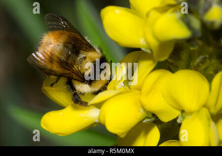 Great Basin Bumble Bee (Bombus centralis Stock Photo - Alamy