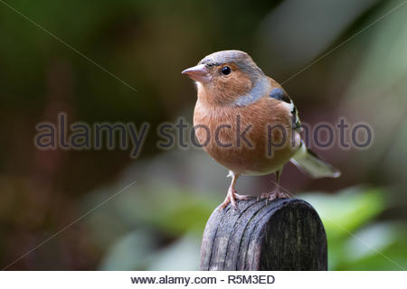 Blue Chaffinch (Fringilla teydea) adult male, standing on ground Stock ...