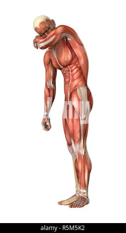 3D Rendering Muscle Maps Stock Photo - Alamy