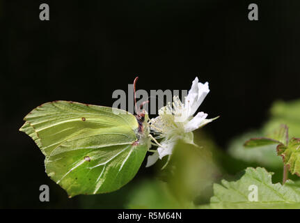 insect butterfly albino brimstone butterfly insect insects butterfly ...