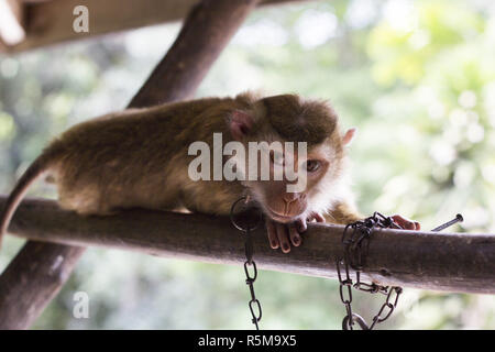Young Brown Monkey in Chains in Vietnam Stock Photo - Alamy
