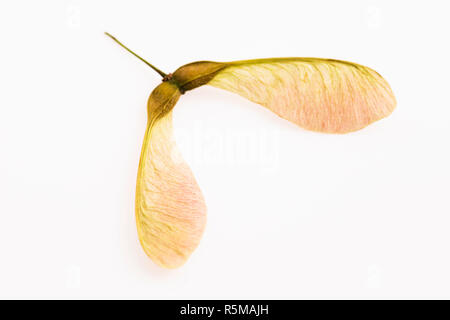 two winged maple seeds attached to the stem Stock Photo - Alamy