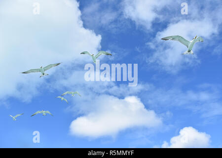 Gulls in French Polynesia Stock Photo - Alamy
