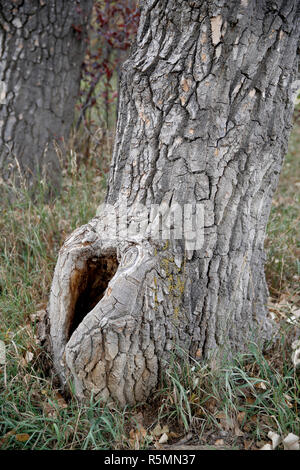 closeup view of large tree hollow Stock Photo - Alamy
