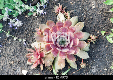Jovibarba Rollers, Hens and Chicks (Jovibarba Hirta Stock Photo - Alamy