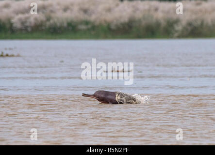 Ganges River Dolphin (Platanista gangetica gangetica) and Indus River ...