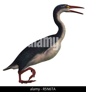 Hesperornis prehistoric bird, isolated on white background Stock Photo ...