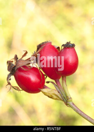 Lush red ripe three wild rose hips rosa canina Stock Photo - Alamy