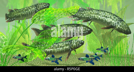 Dipterus macrolepidotus Fish Stock Photo - Alamy
