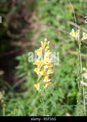 Linaria vulgaris - Close-up view of plant with yellow-white flower, on ...