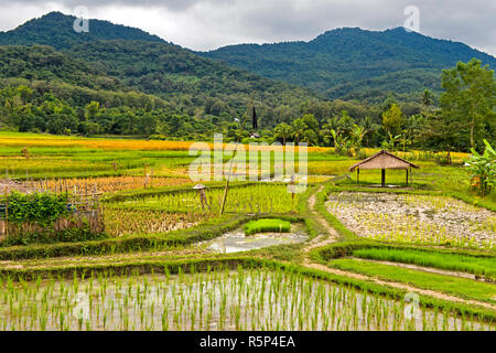 Landscape with rice fields, Luang Prabang, Laos Stock Photo - Alamy
